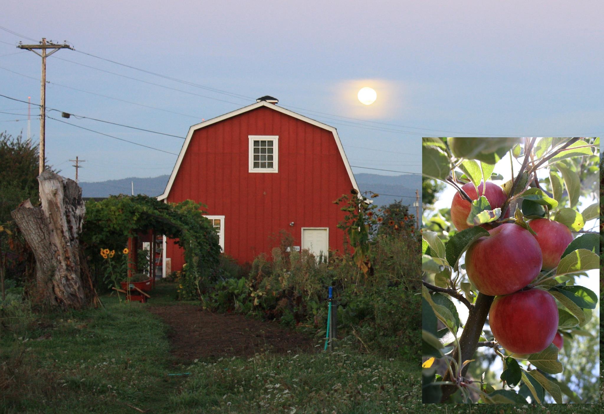 barn & apple – Midway Farms