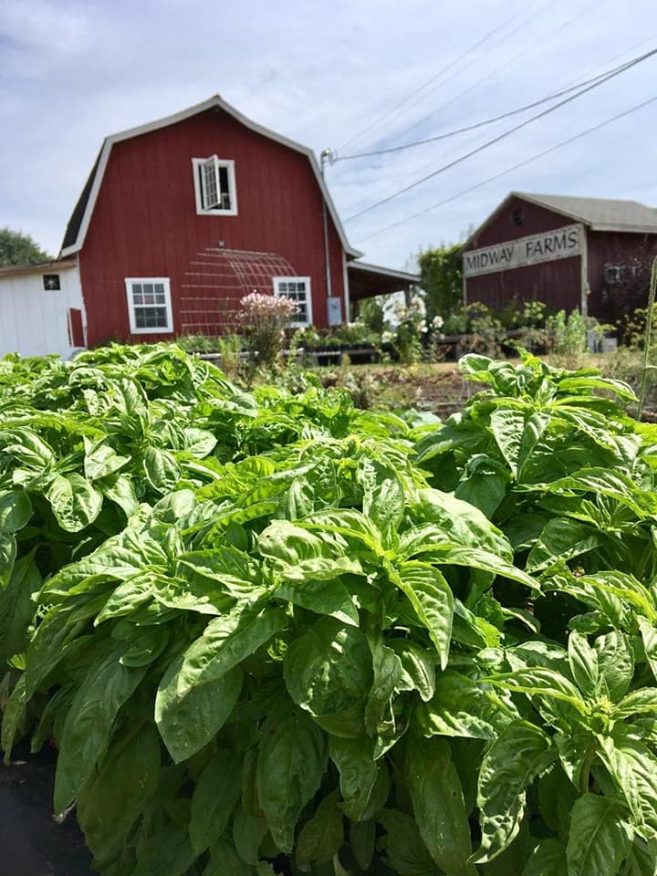 barn & basil – Midway Farms