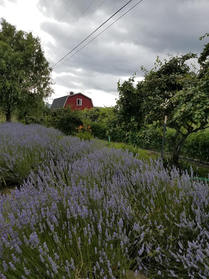 barn & lavender – Midway Farms