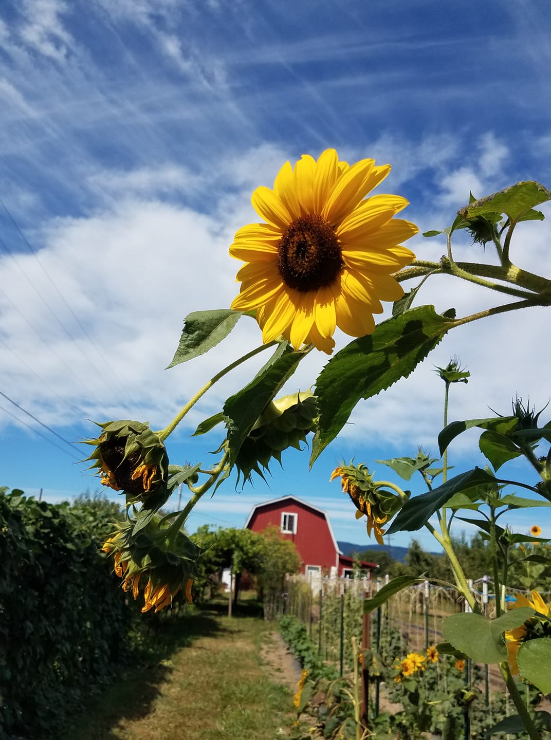 sunflower barn – Copy – Midway Farms