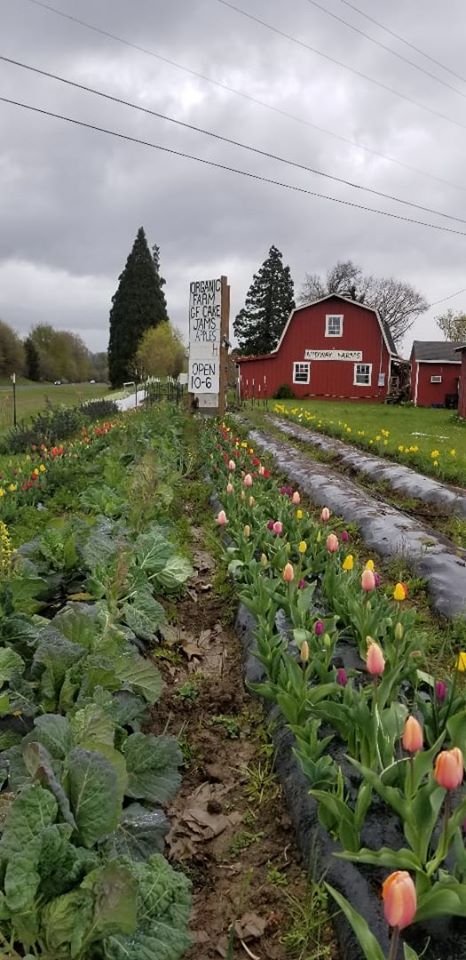 tiptoe tulips – Midway Farms
