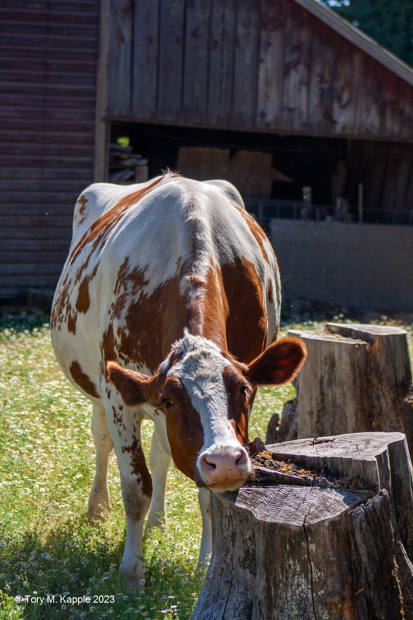 Open House 2024 – Midway Farms